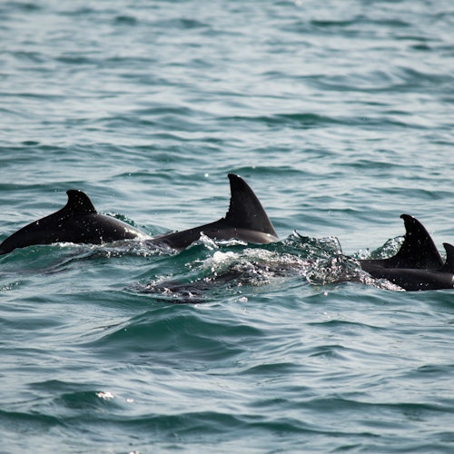 Mallorca: 3 Horas de Amanecer en el Mar y Excursión con Delfines
